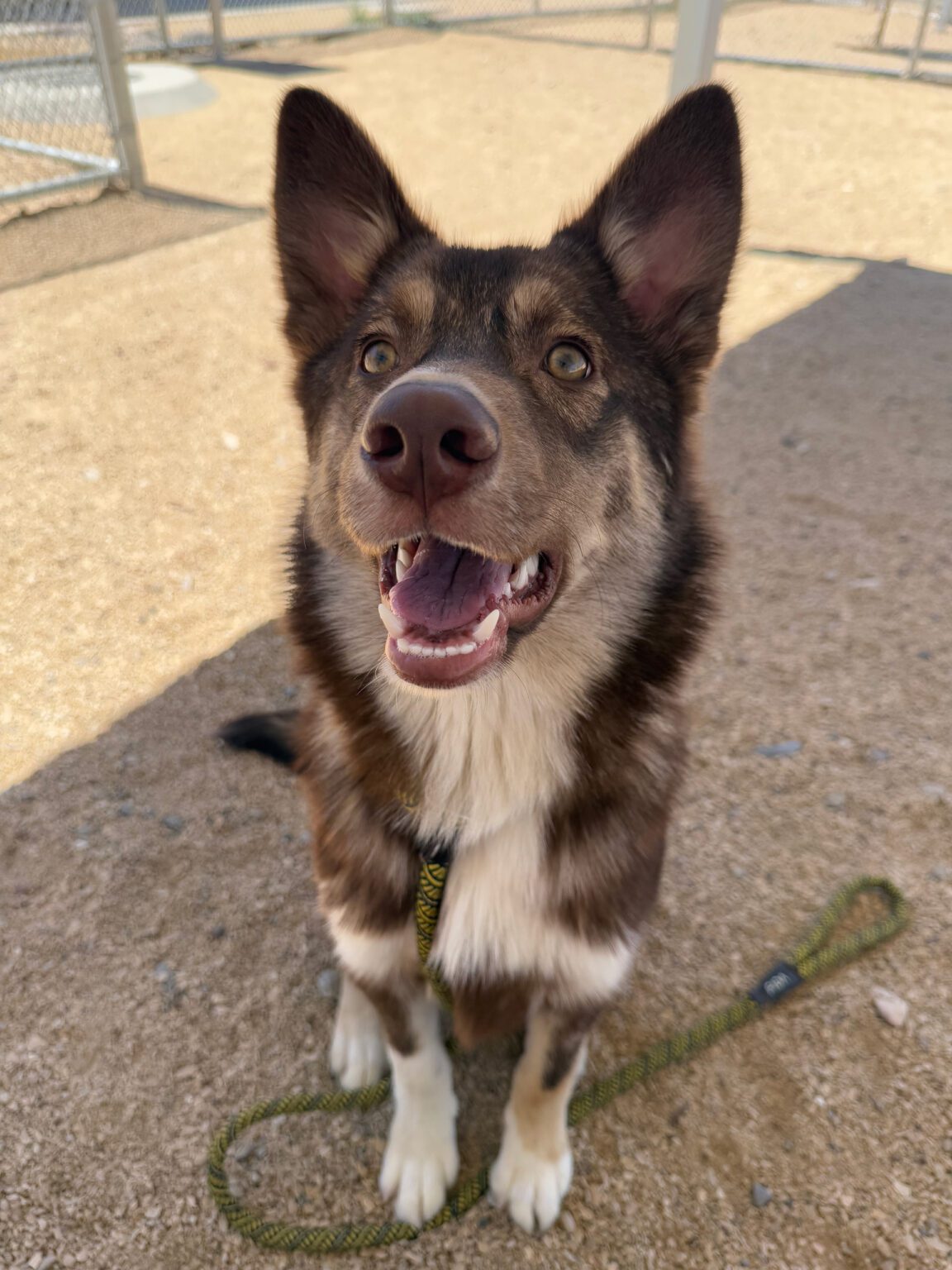 VOLUNTEER – Animal Services Center of the Mesilla Valley