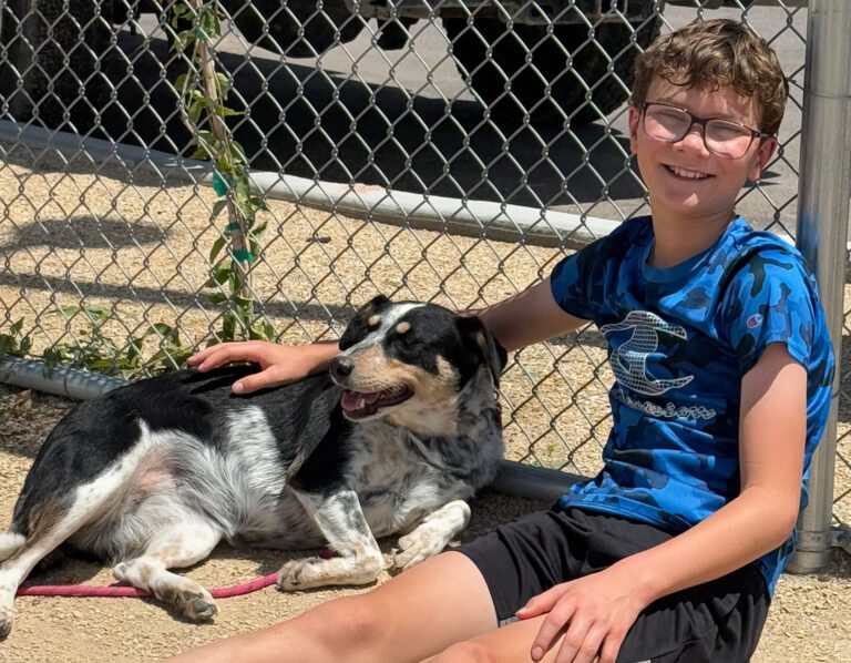 VOLUNTEER – Animal Services Center of the Mesilla Valley