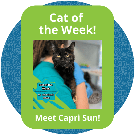 Animal Services Center of the Mesilla Valley – Your New Best Friend is ...