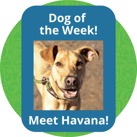 Animal Services Center of the Mesilla Valley – Just another WordPress site